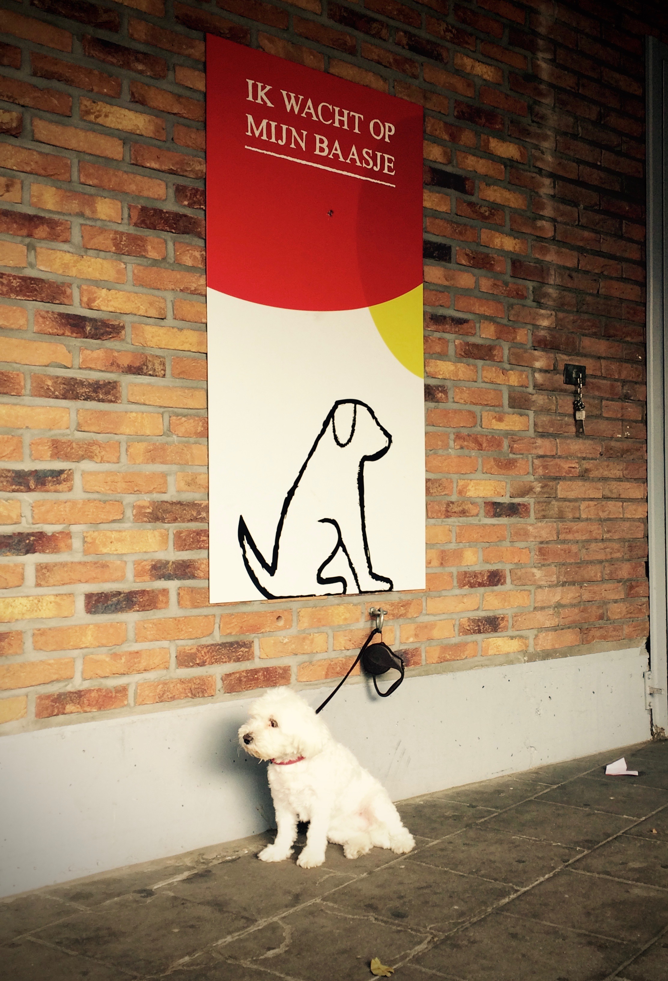 Ik wacht op mijn baasje – kat in de soep